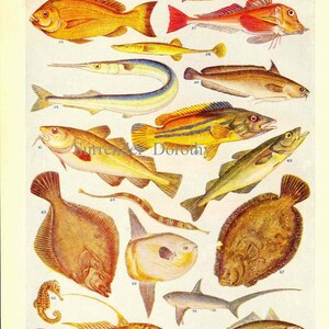 Fish North Atlantic Ocean Ichthyology Natural History | Etsy