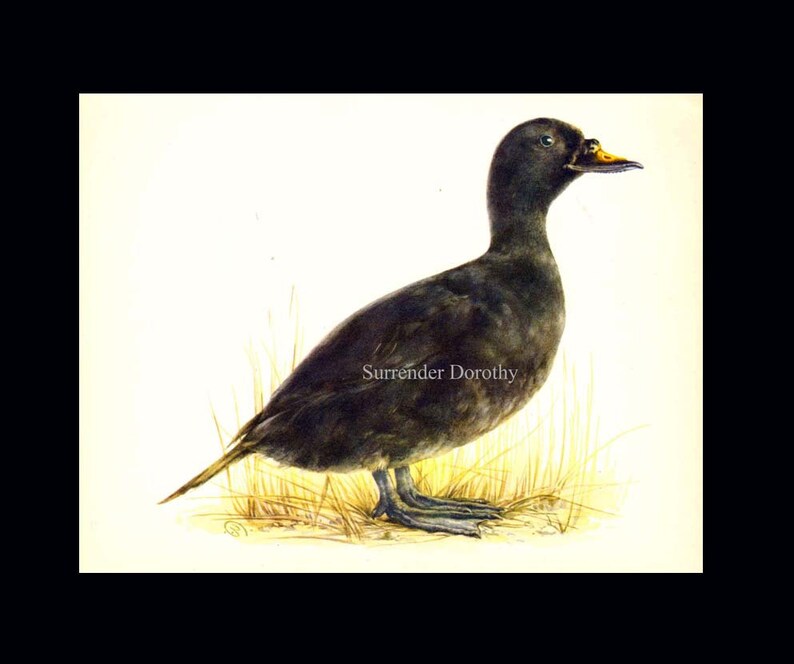 Common Scoter Duck Melanitta Nigra Bird Ornithology Natural - Etsy