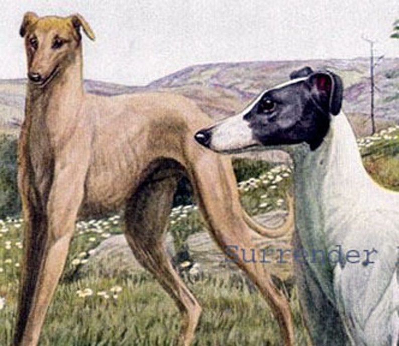 Greyhound Dogs Louis Agassiz Fuertes 1910s Original Edwardian Antique ...