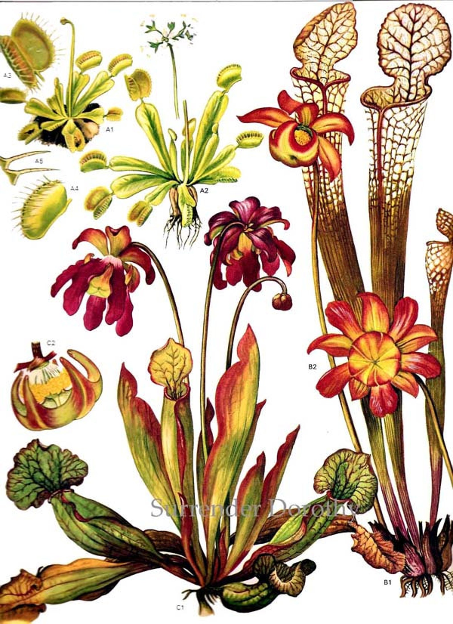 Venus Fly Trap Pitcher Carnivorous Plant Flowers North Etsy