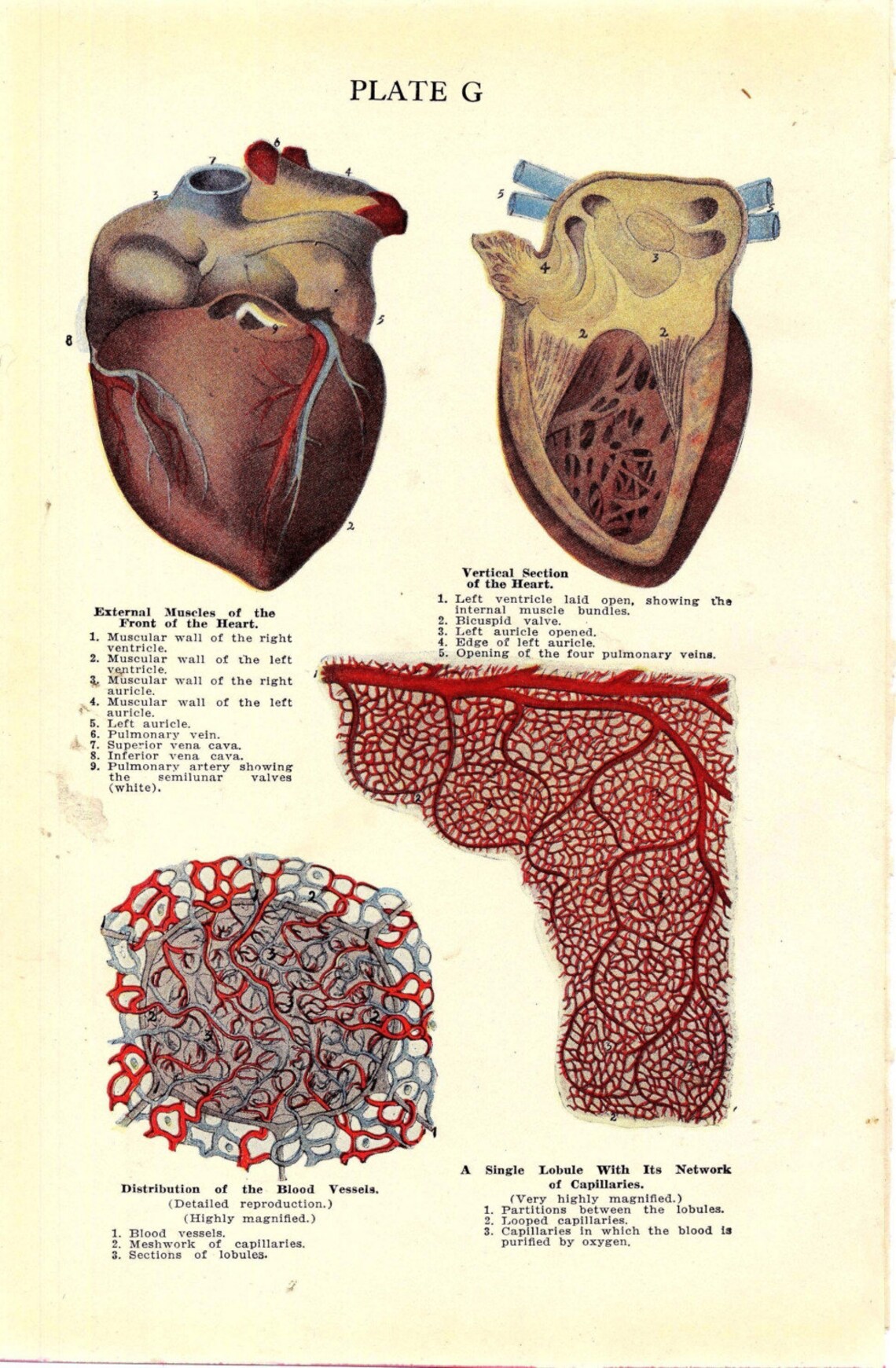 Human Heart Anatomy Medical Identification Chart for Framing - Etsy