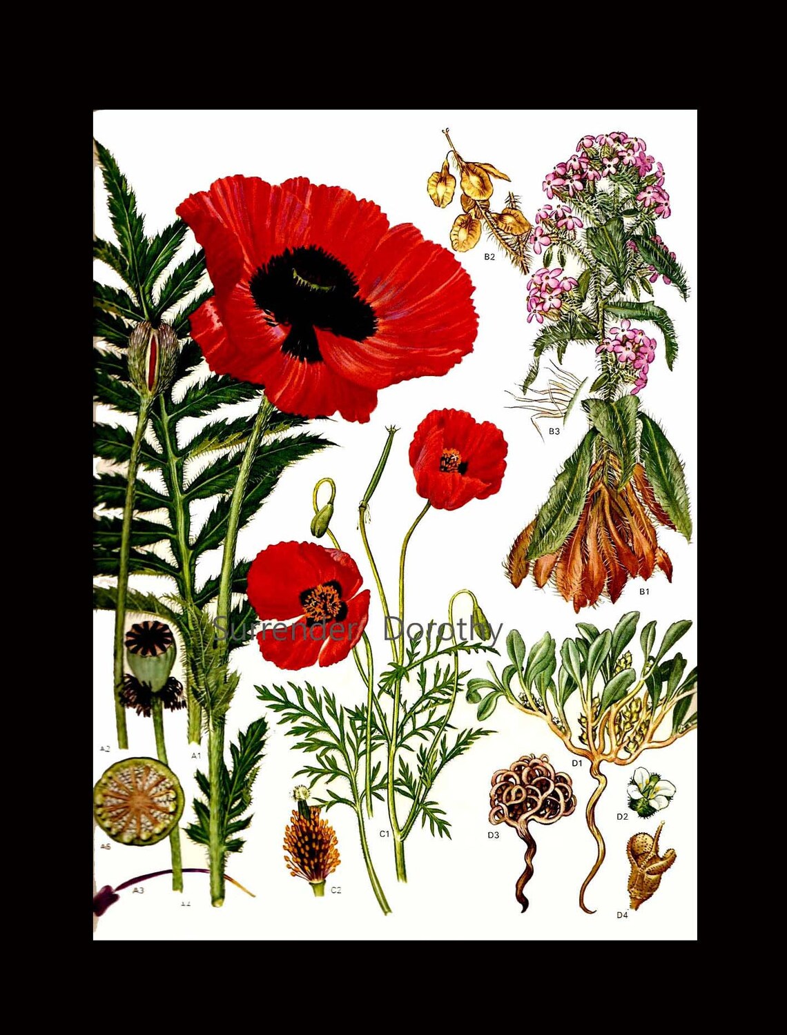 Oriental Poppy Rose Of Jerico Flowers Middle East Botanical | Etsy