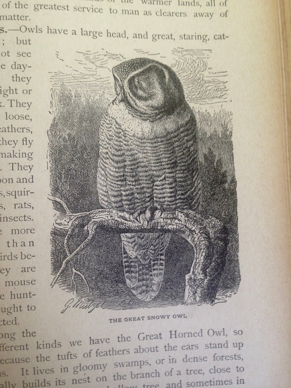 Stories About Animals Every Child Should Know Natural History for the ...