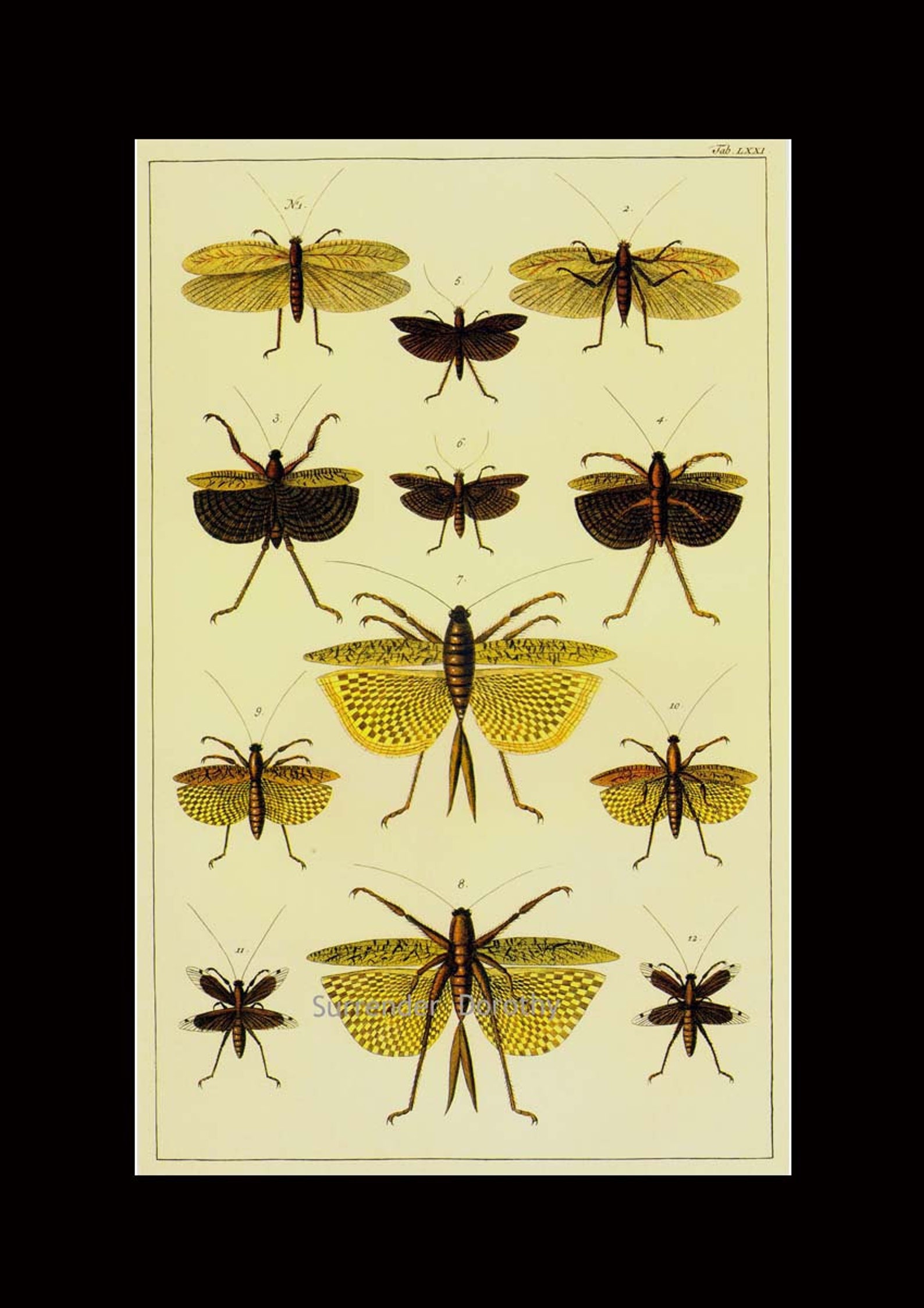 Katydid & Praying Mantis Insects Vintage Seba Entomology - Etsy