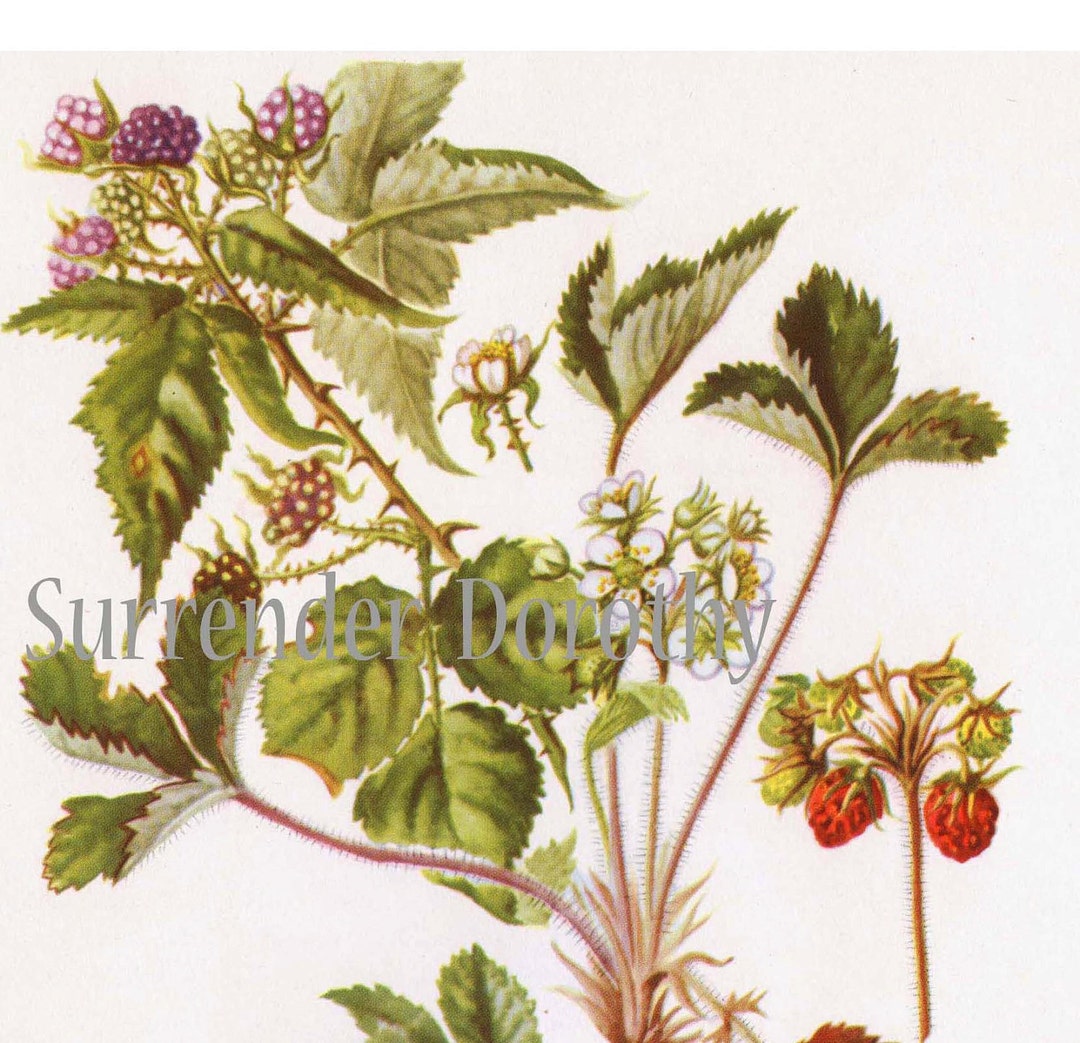Wild Strawberries Blackberries Fruit Flowers Vintage 1950s Botanical ...