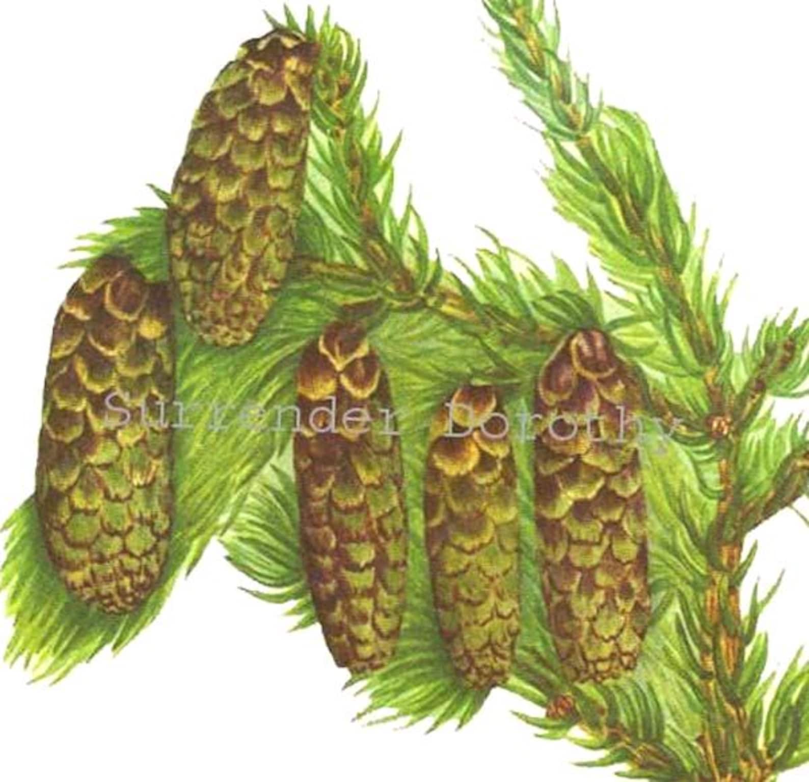 Engelmann Spruce Cones & Alpine Fir Pinecones Vintage Home Decor 1955 ...