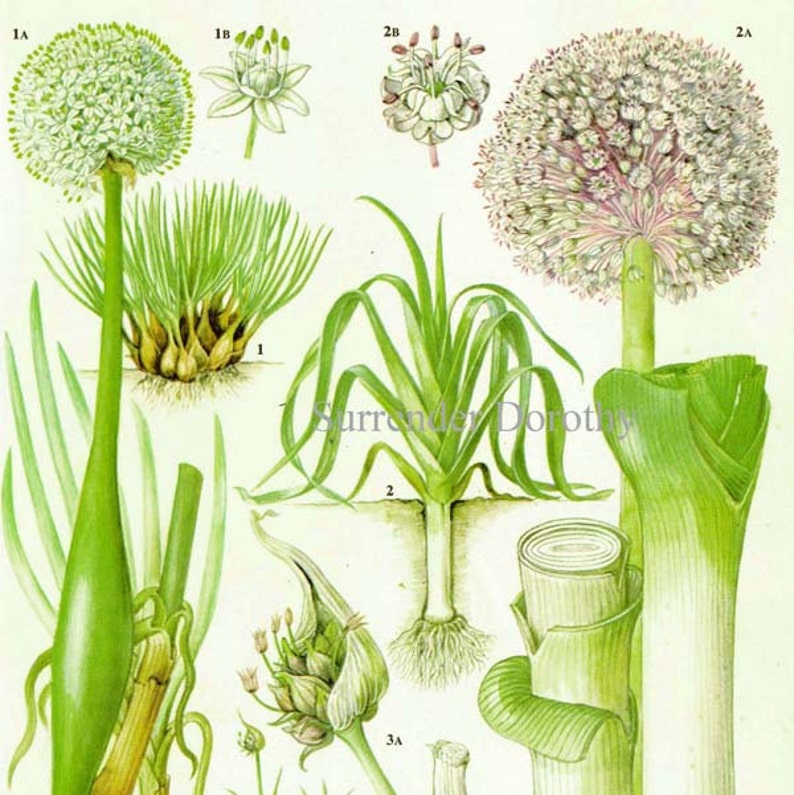 Shallot Leek Garlic Chart Vegetable Food Botanical Lithograph ...