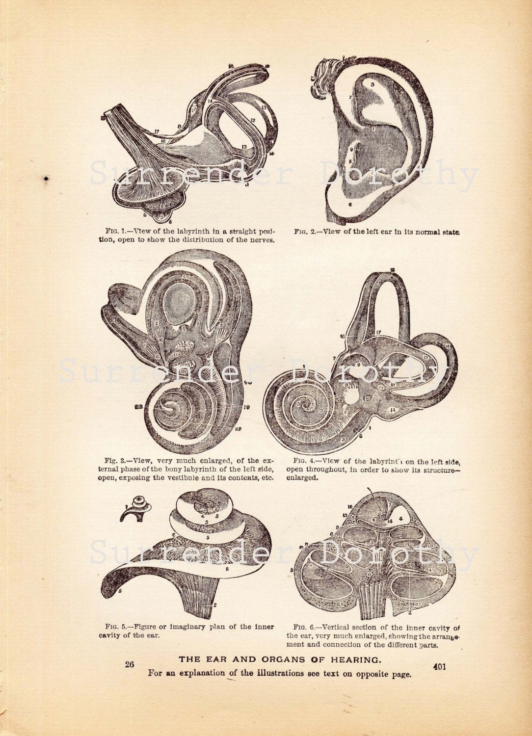 Human Ear Antique Anatomy Edwardian Era Antique Medical Chart - Etsy