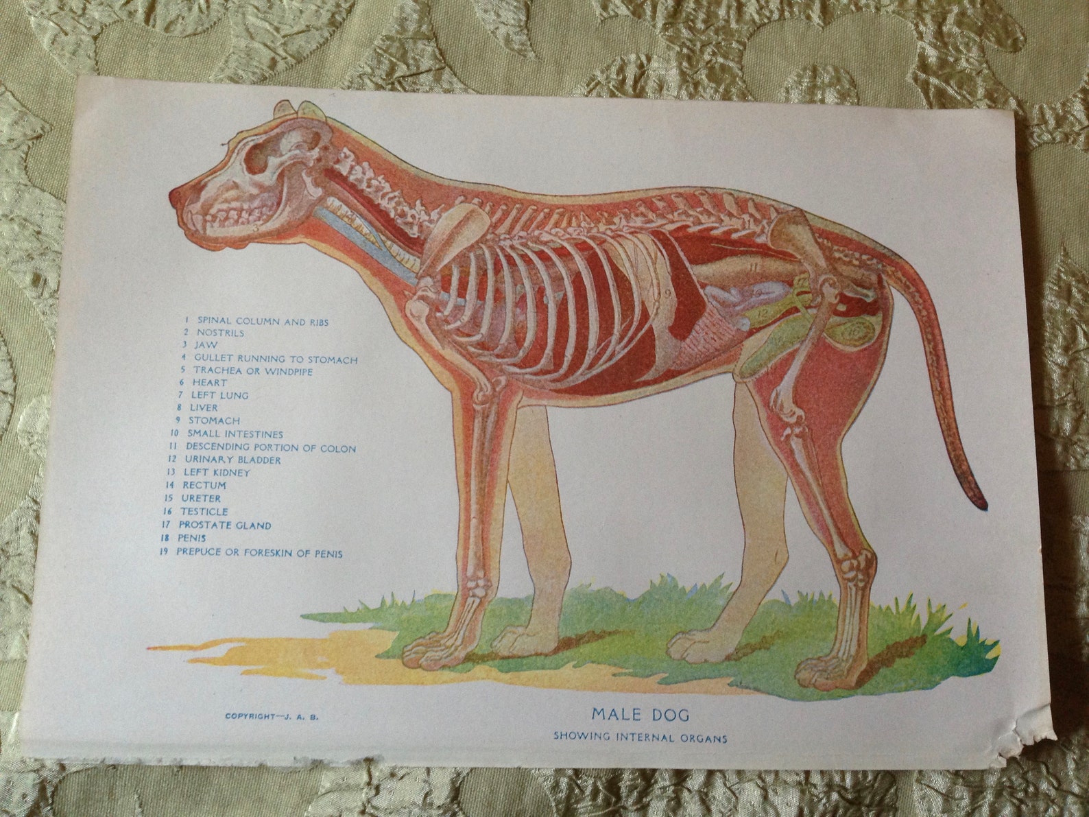 Dog Anatomy Digestive System Internal Organs Veterinarian - Etsy
