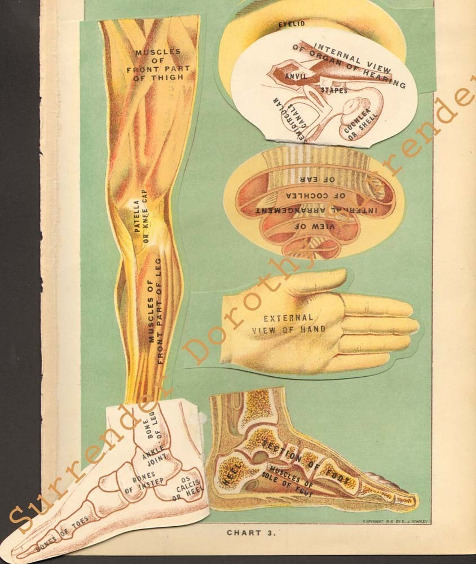 Human Anatomy Lithograph Fold-out Medical Chart 1908 the Senses Five ...
