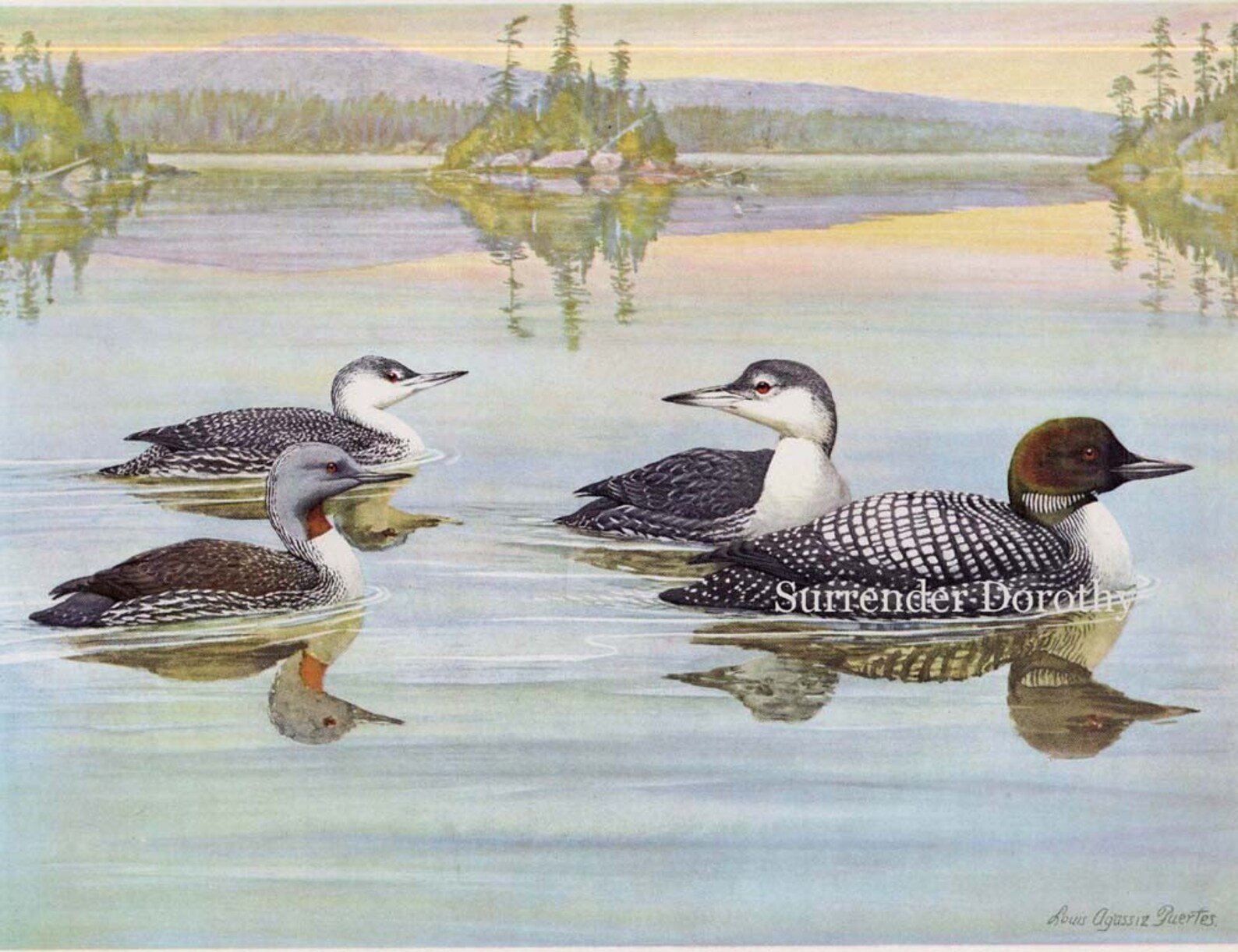 Common Loon Family Natural History Ornithology Waterfowl | Etsy