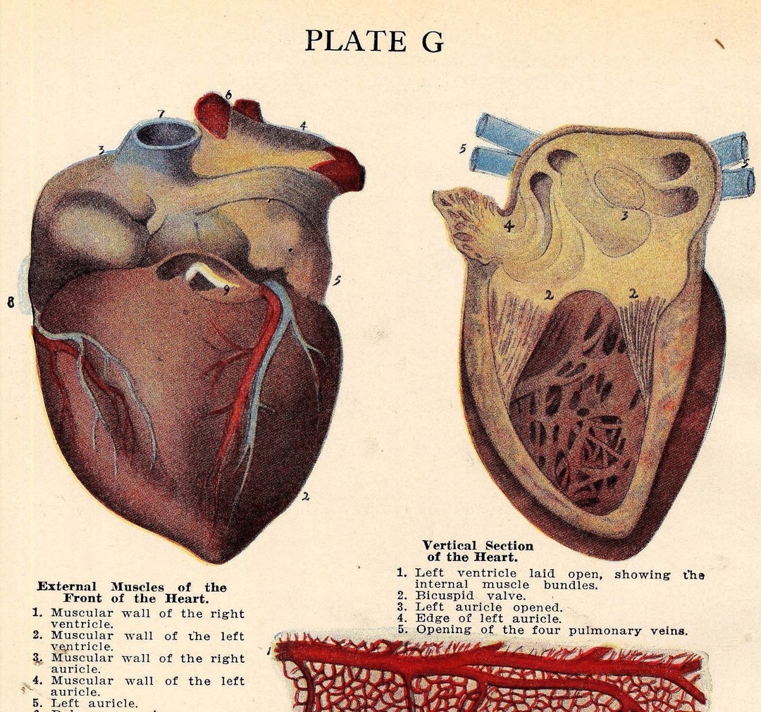 Human Heart Anatomy Medical Identification Chart for Framing - Etsy