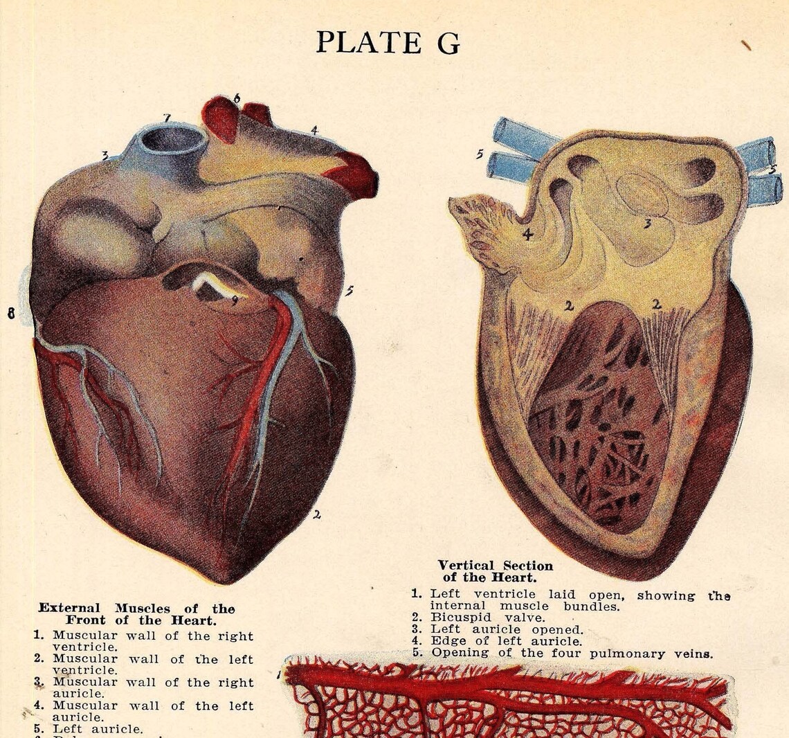 Human Heart Anatomy Medical Identification Chart for Framing - Etsy