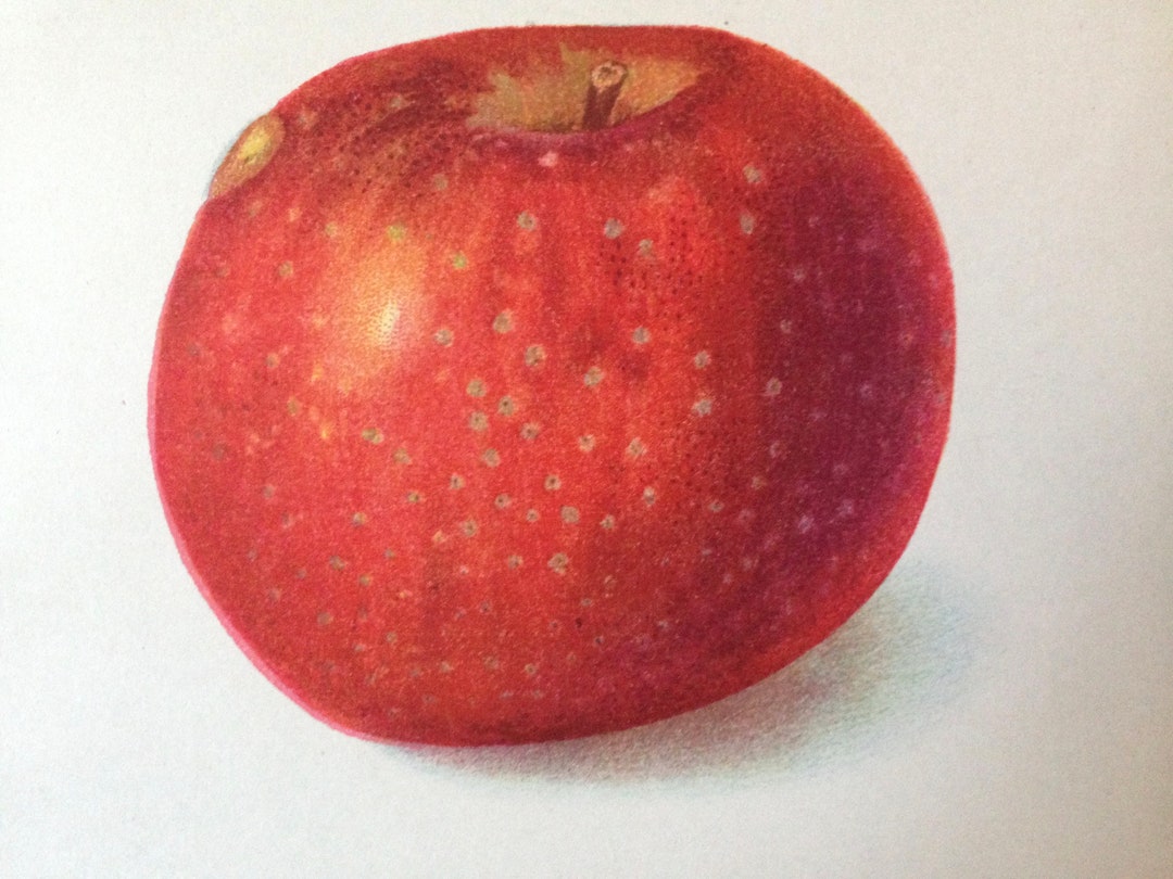 Oliver Red Apples 1906 USDA Fruit Botanical Lithograph Edwardian Era ...