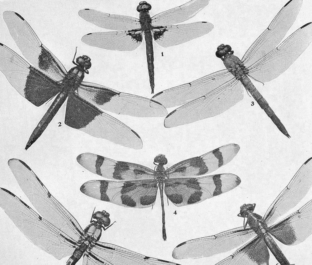 Dragonfly Tetragoneuria Libellula Vintage Entomology Chart 1907 ...