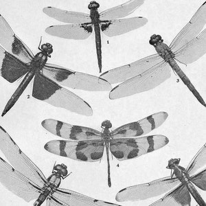 Dragonfly Tetragoneuria Libellula Vintage Entomology Chart 1907 ...