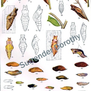 Butterfly Cocoon Chart Edwardian Entomology 1900 Natural History ...
