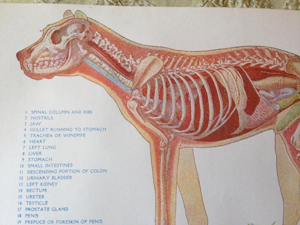 Dog Anatomy Digestive System Internal Organs Veterinarian Chart 1920s ...
