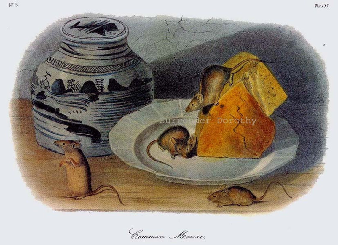 Common House Mouse Audubon Vintage Wild Animal Color Lithograph Natural ...