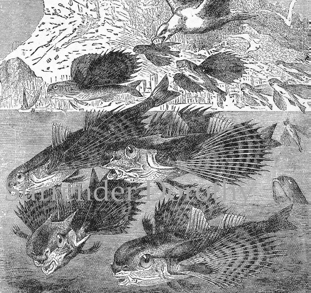 Flying Fish Victorian Ichthyology Vintage Natural History 1892 Original ...