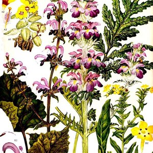 Prophet Flower & Salvia Indica Middle East Botanical Exotica 1969 ...