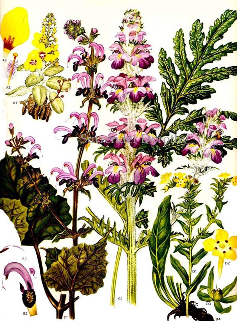 Prophet Flower & Salvia Indica Middle East Botanical Exotica | Etsy