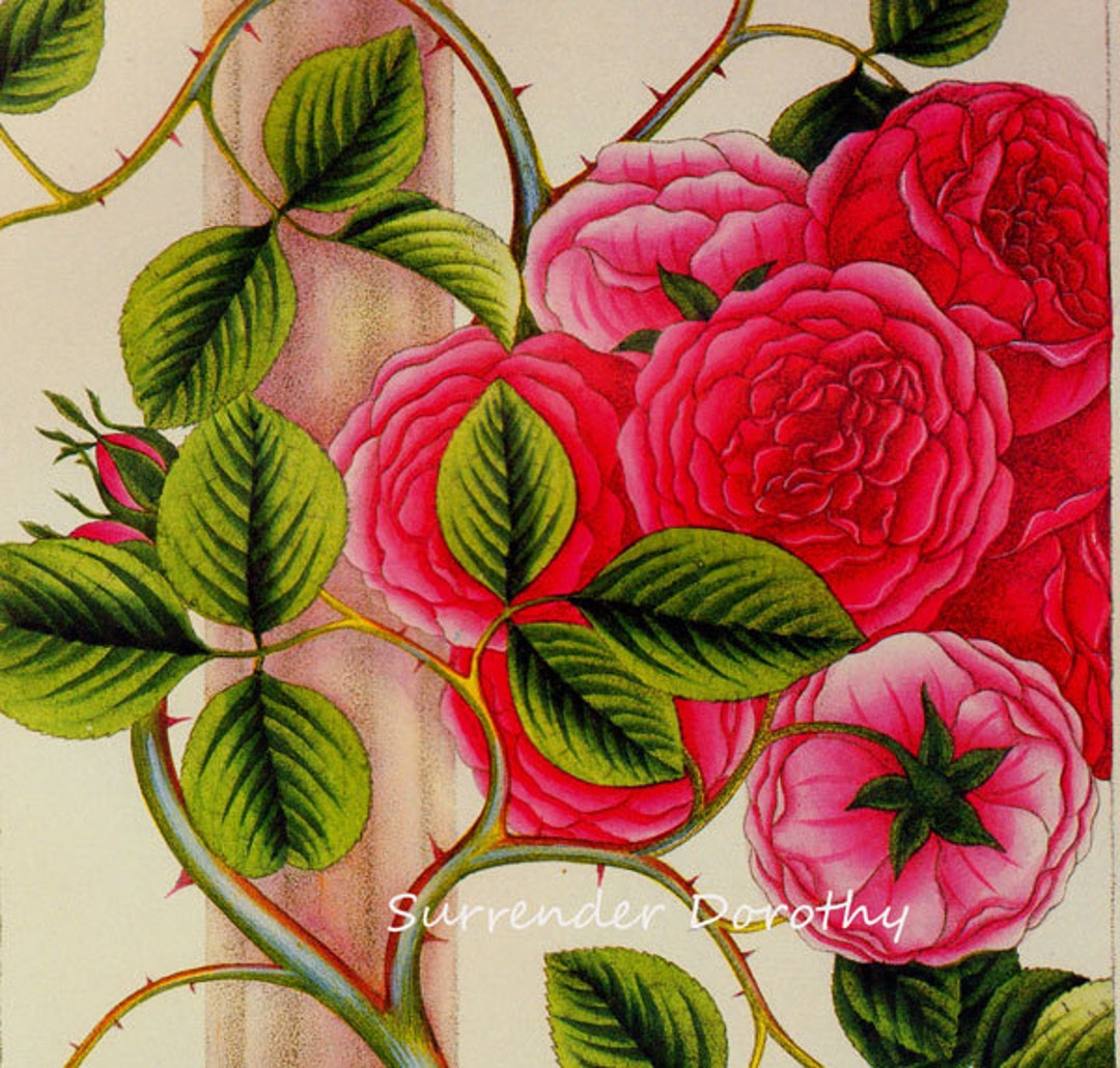 Seven Sisters Pink Rose Prestele Vintage Poster Print Botanical ...