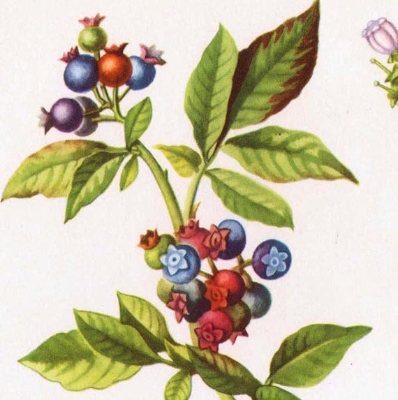 Blueberry Bush Drawing