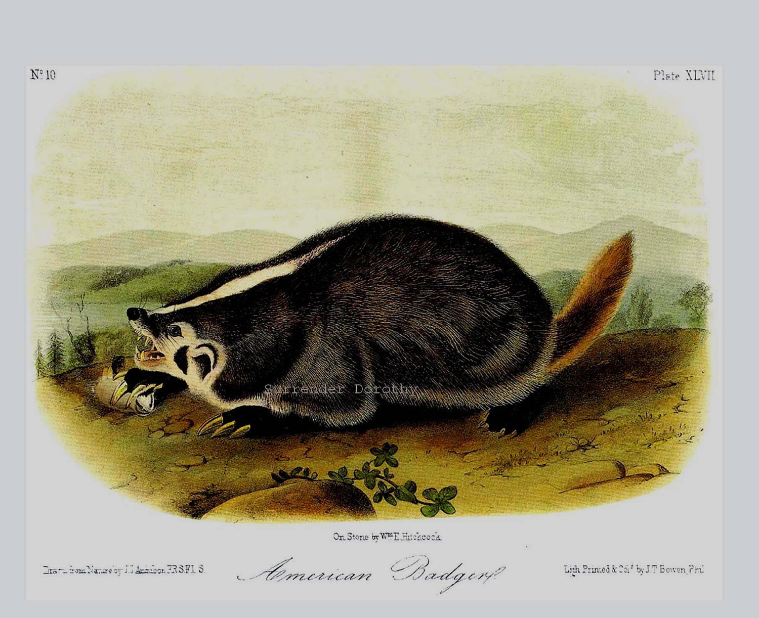 Badger Audubon Naturalist Vintage Wild Animal Lithograph - Etsy