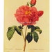 Fuschia Rose Dutchess D'orleans Vintage Wild Flower - Etsy