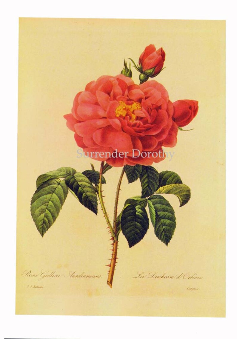 Fuschia Rose Dutchess D'orleans Vintage Wild Flower | Etsy