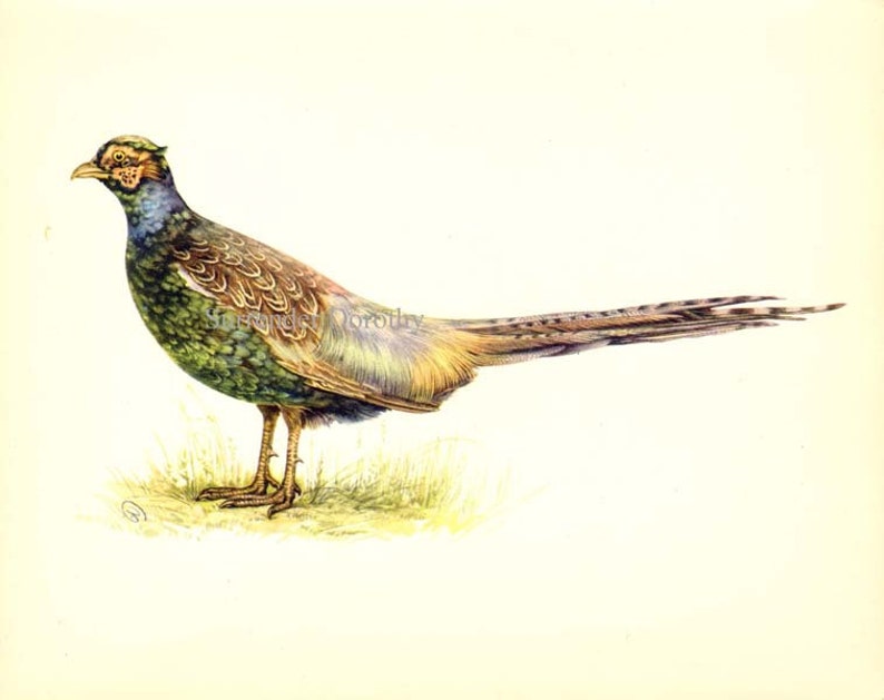 Japanese Pheasant Phasianus Versicolor Bird Ornithology Natural History ...
