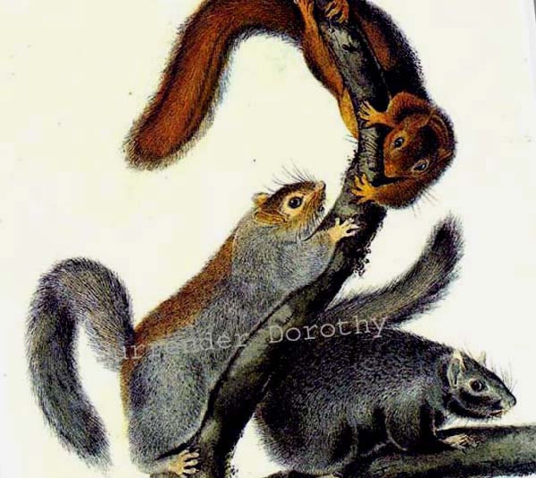 Cat Squirrels John J Audubon Vintage Rodent Print Natural History Wild ...