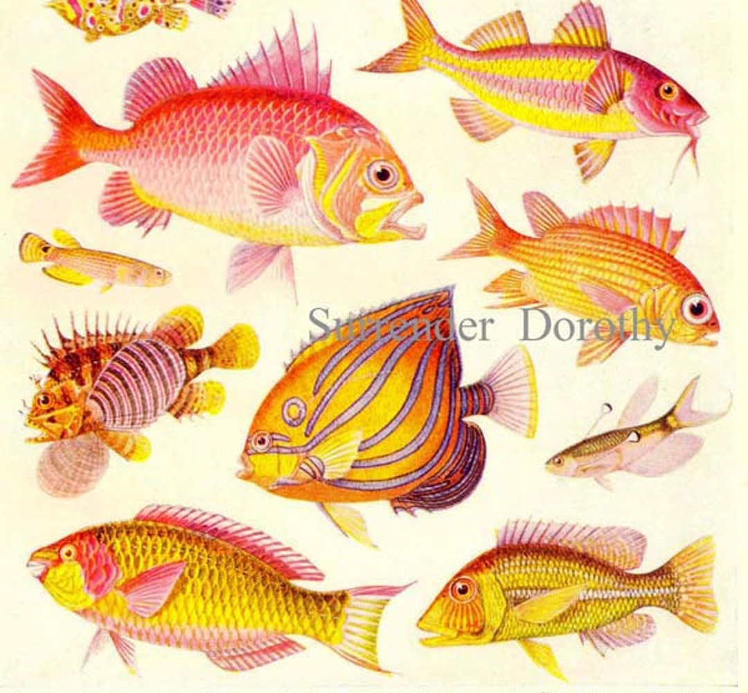 Tropical Fish Ichthyology Natural History Lithograph Chart 1920s Art ...