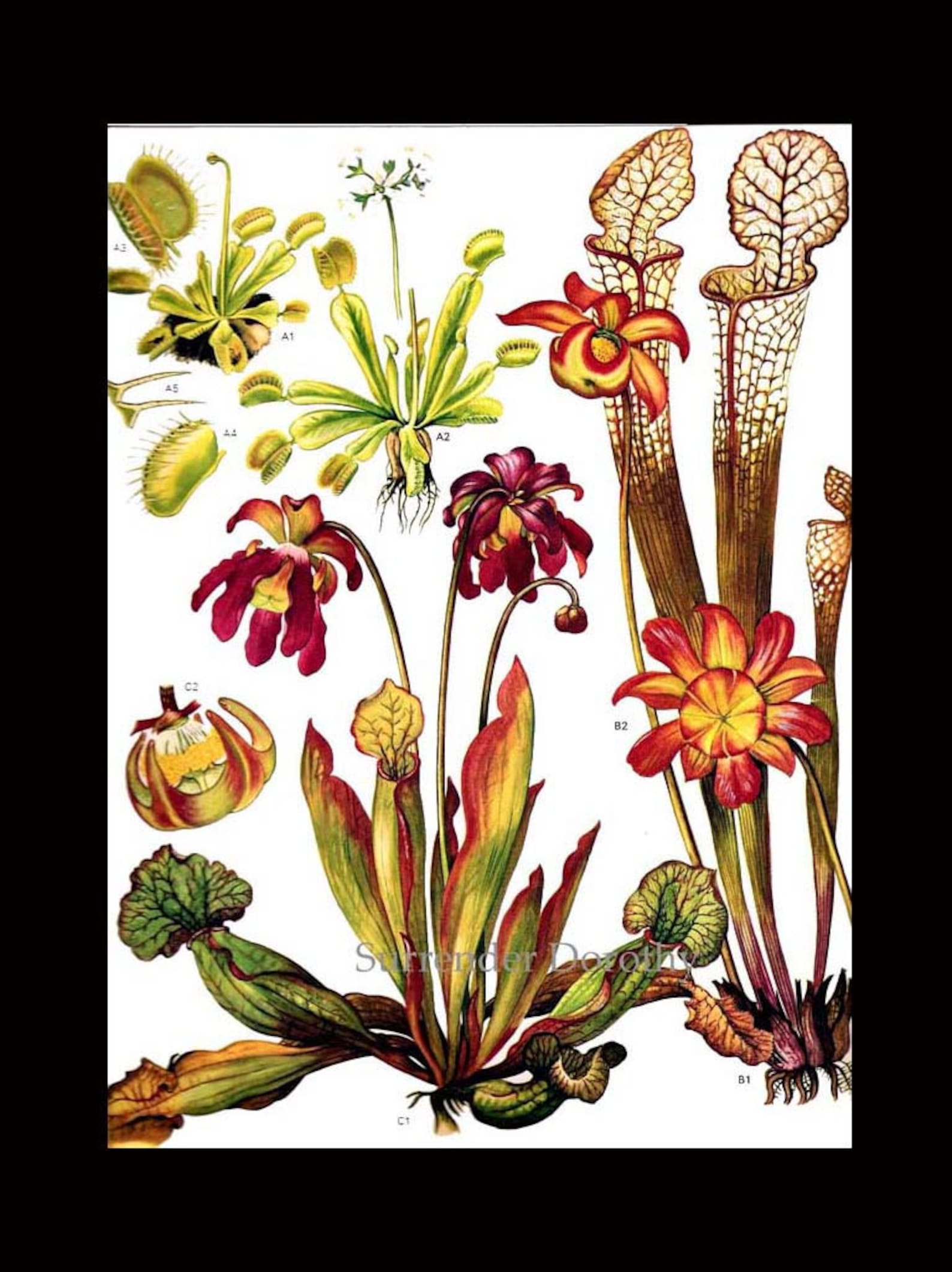 Venus Fly Trap Pitcher Carnivorous Plant Flowers North - Etsy