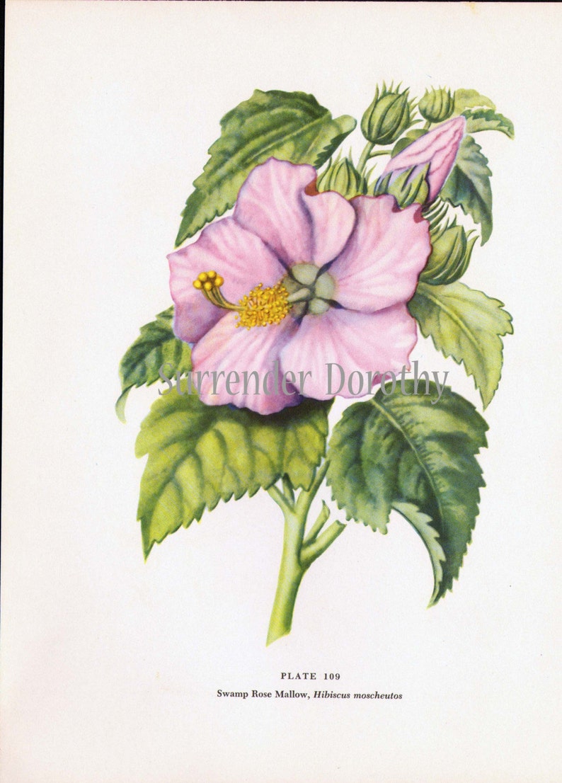 Pink Swamp Rose Mallow Flowers Vintage 1950s Botanical Lithograph Art ...