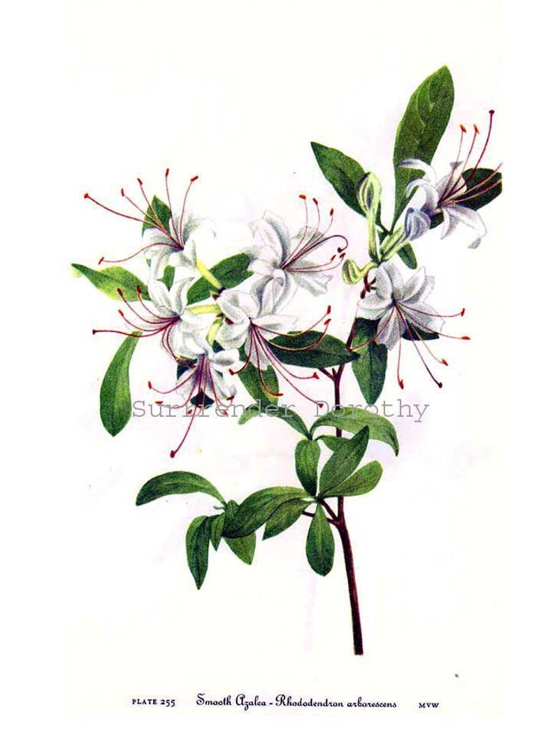 Pinkster Rhododendron & Smooth Azalea Flowers Vintage 1955 Botanical ...