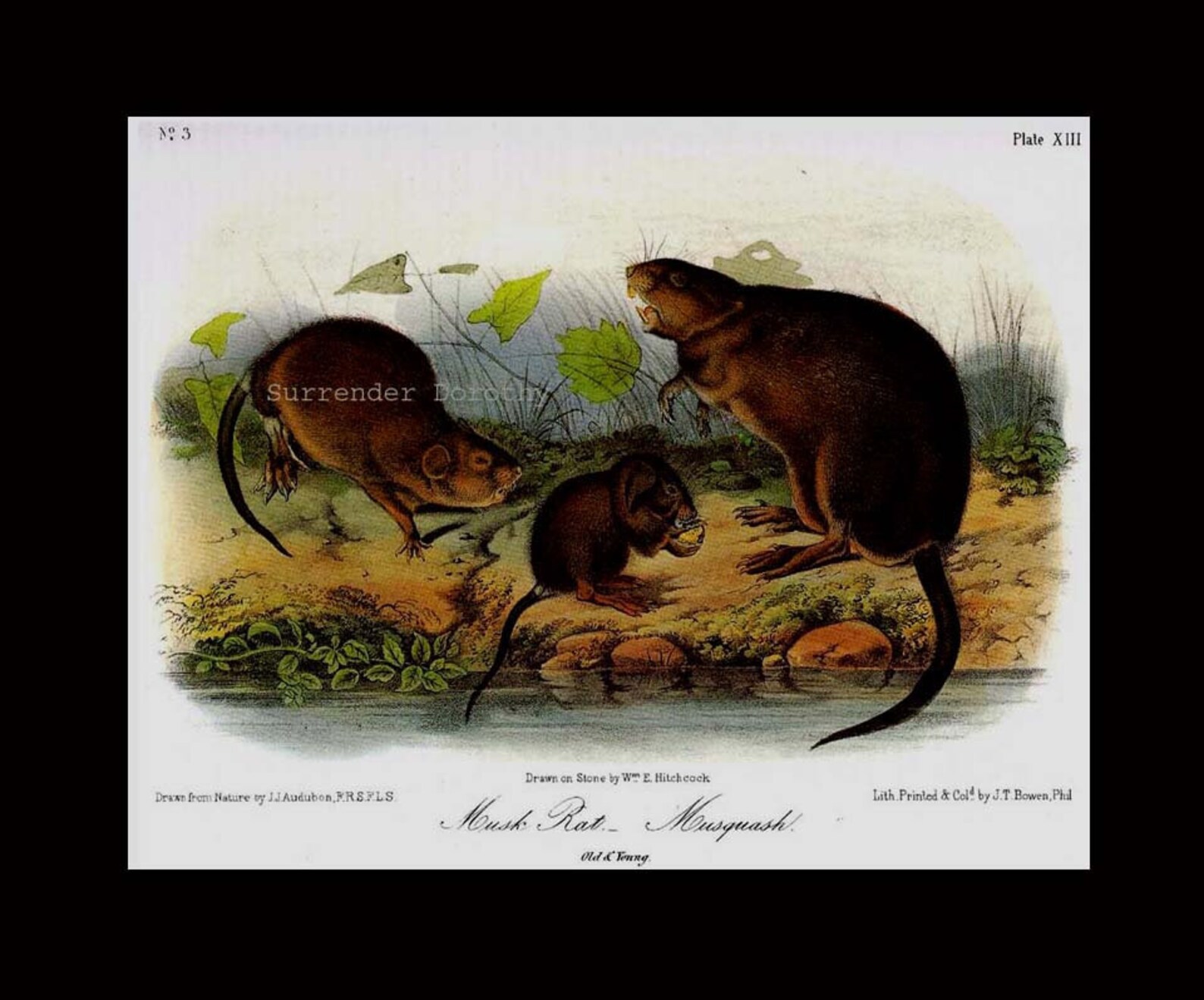 Muskrat Audubon Wild Animal Art Print Natural History | Etsy