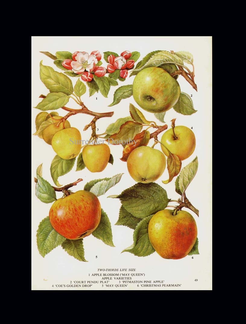 Heirloom Apple Chart Fruit Flowers Botanical Lithograph Food ...