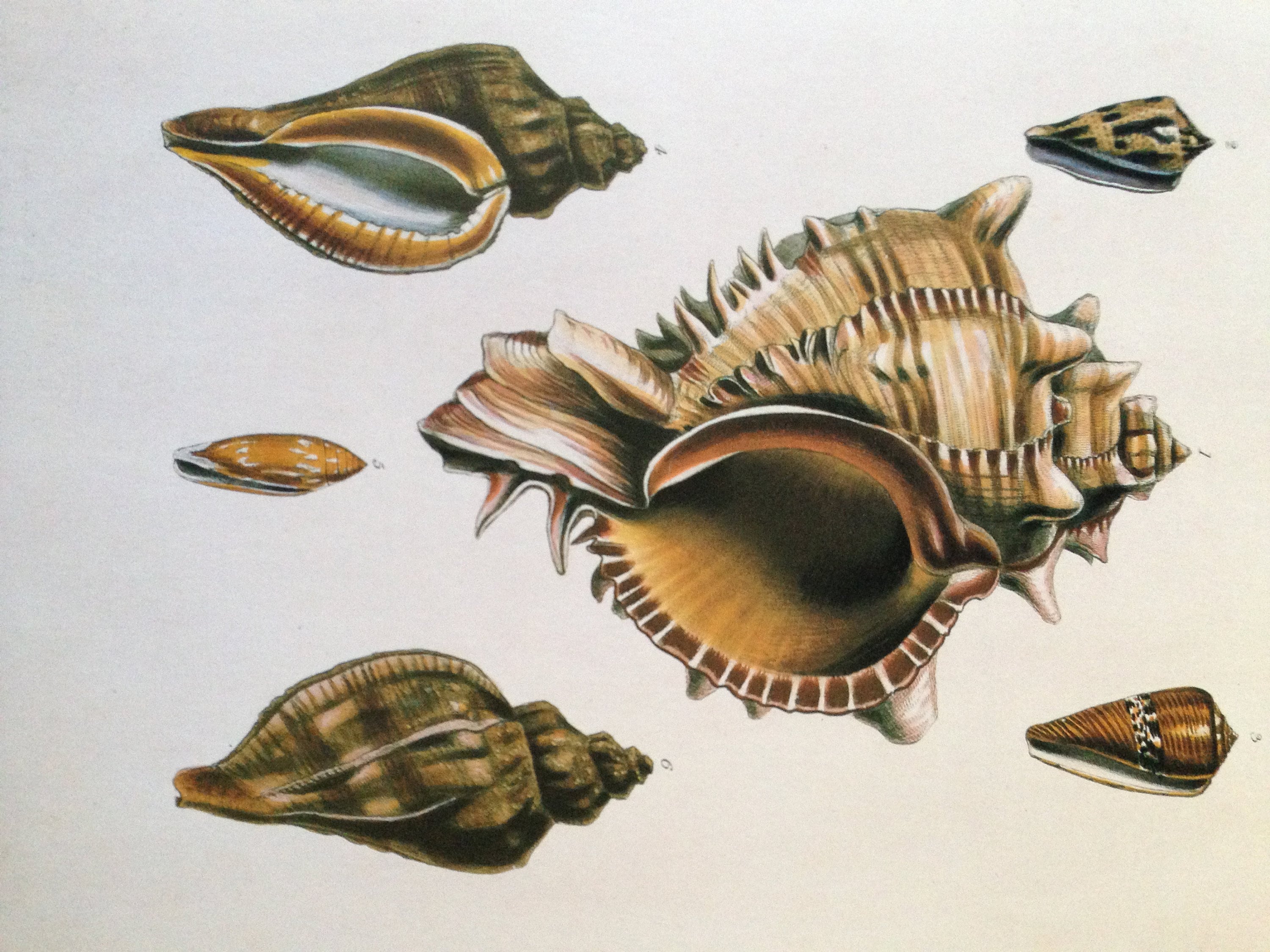 Cabbage Murex Shells Conchology Natural History Seashell Lithograph ...