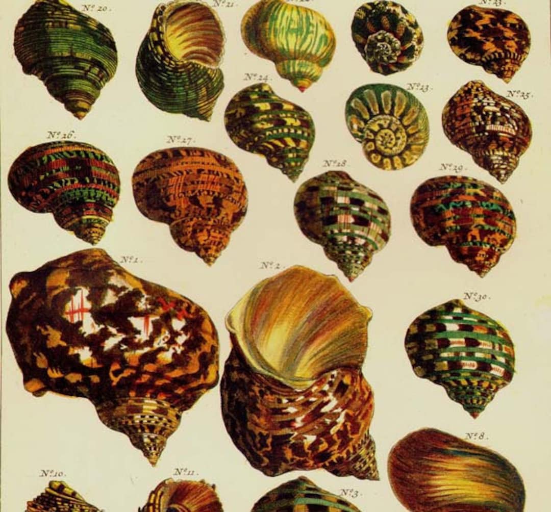 Turban Shells Indo Pacific & West Atlantic Seba Conchology Vintage ...