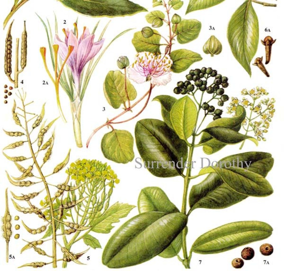 Saffron Bay Cloves Spice & Herb Chart Plant Flowers Food Chart ...