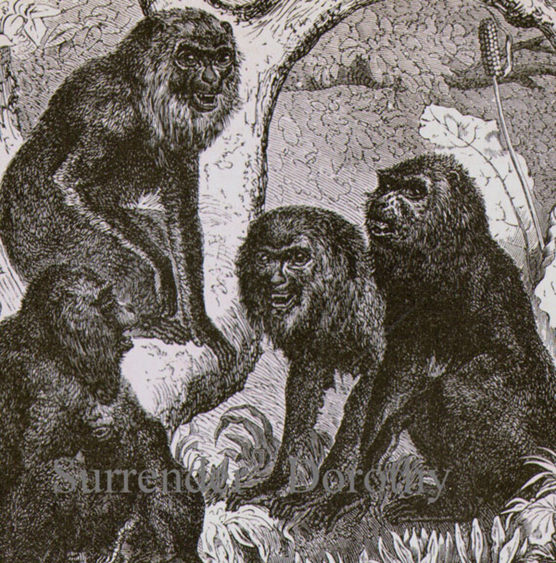 Howler Monkey Troop Victorian Era 1870s Black & White Natural - Etsy