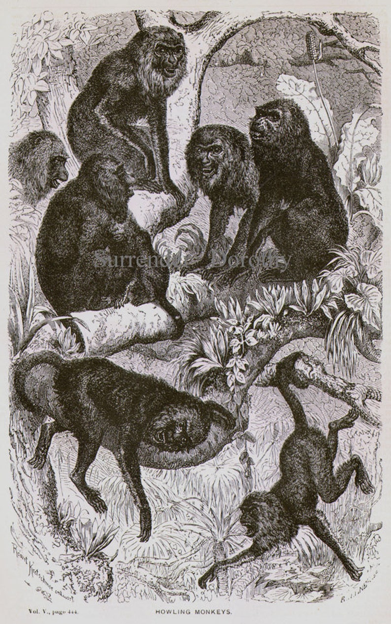 Howler Monkey Troop Victorian Era 1870s Black & White Natural - Etsy