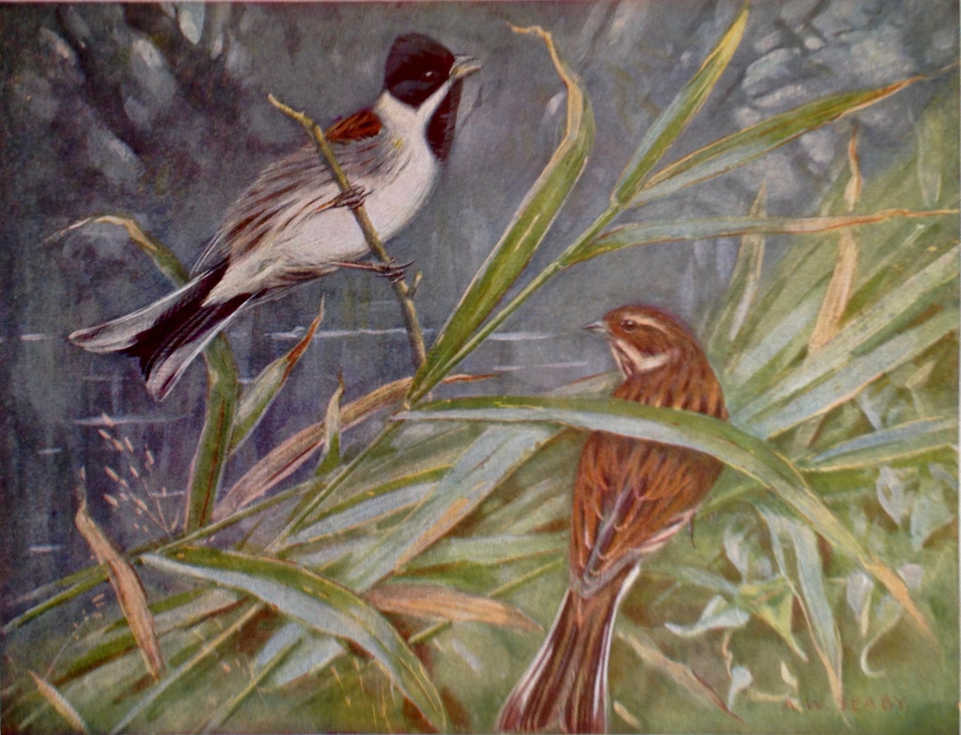 Reed Bunting Bird Lithograph Chart to Frame 1960s European Ornithology ...