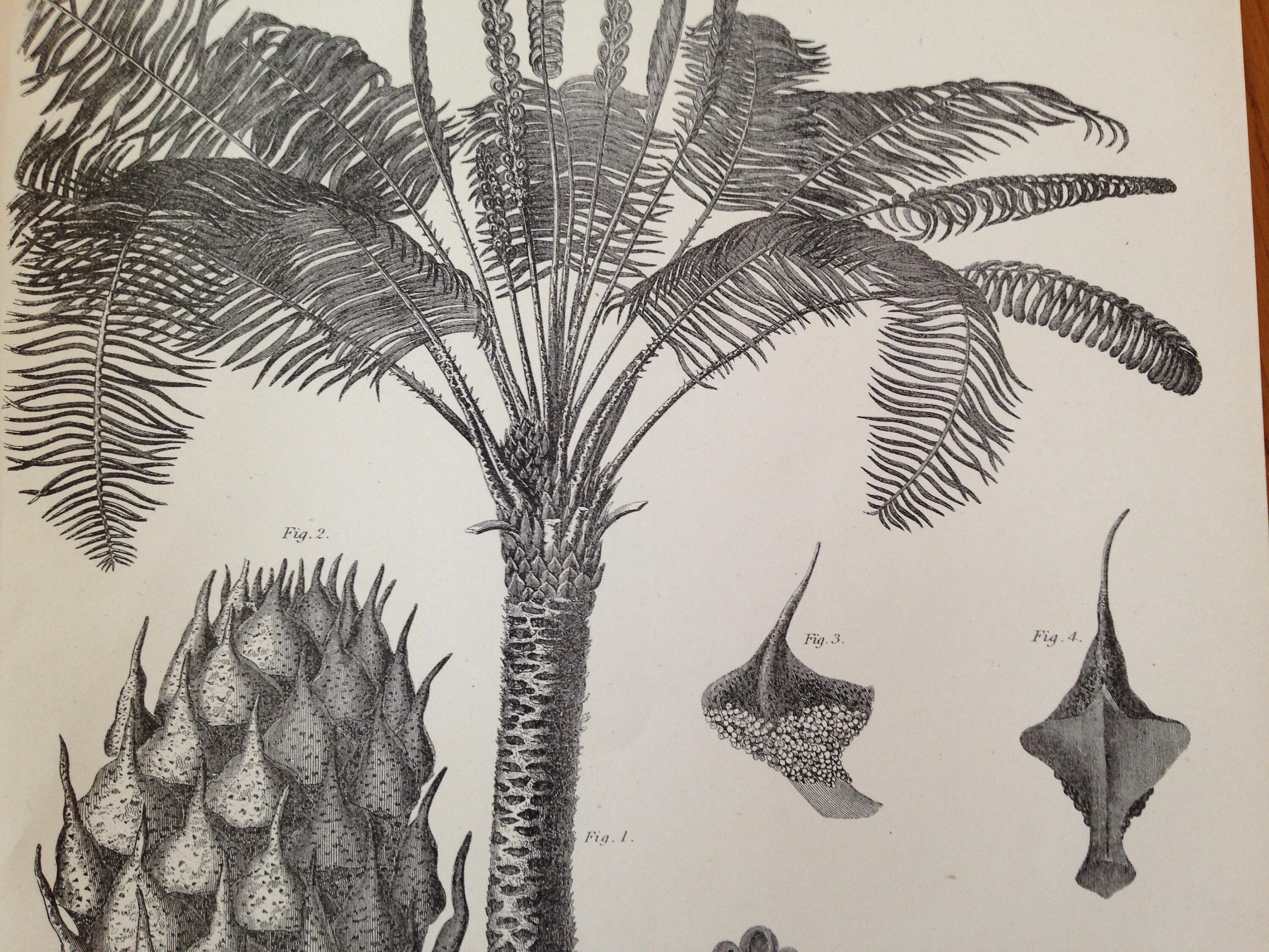 Cycads Drawing