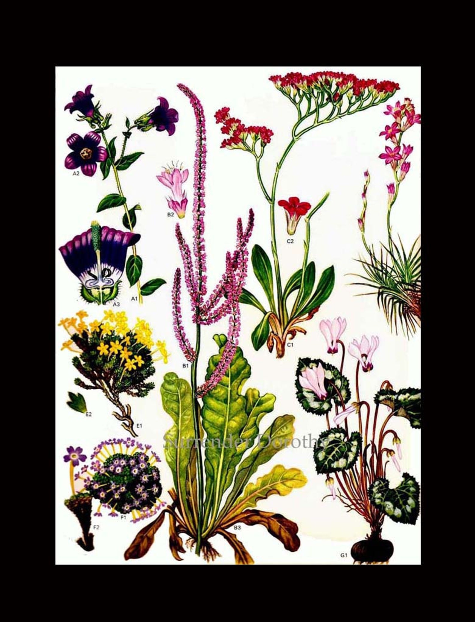 Campanula & Cyclamen Flowers Middle East Botanical Exotica - Etsy