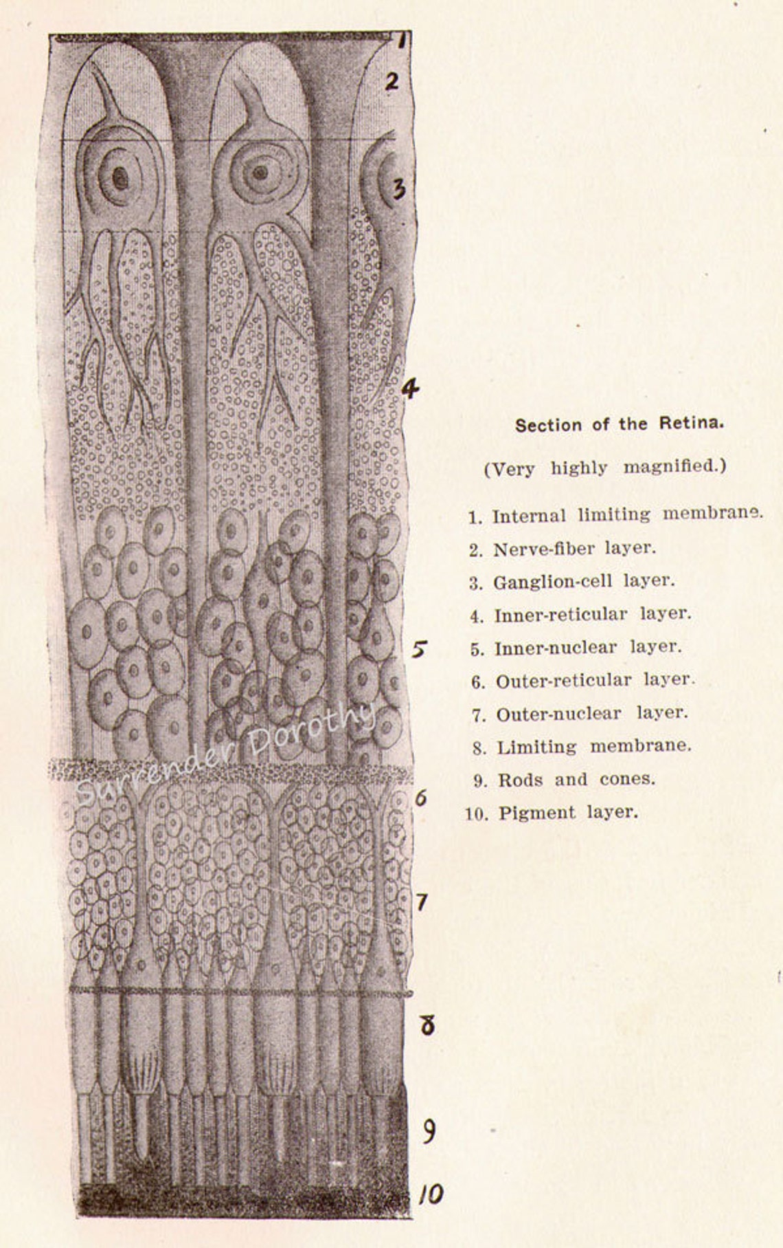 Retina Cross Section Human Eye Anatomy Chart 1920s Medical Illustration ...