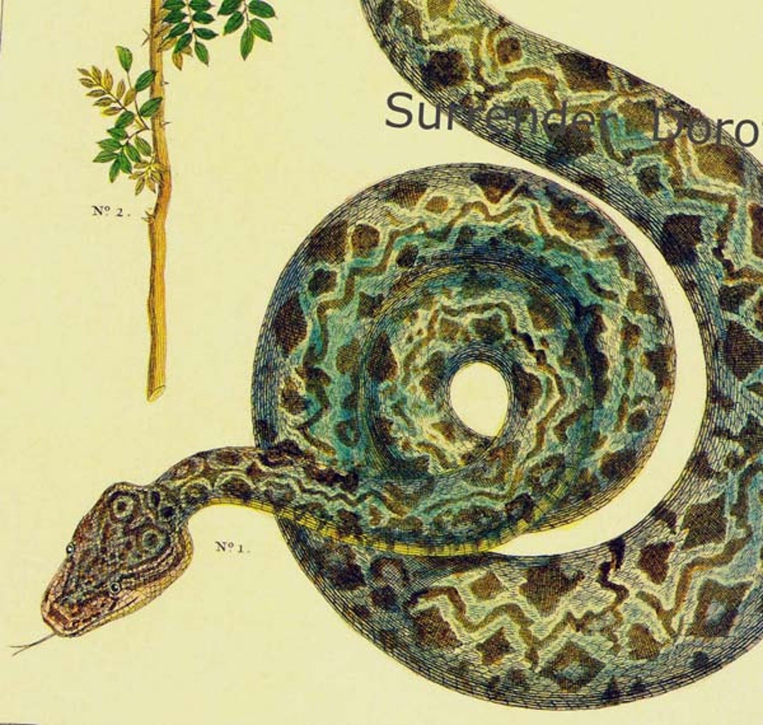 Garden Boa Australian Herpetology Natural History Lithograph Chart ...