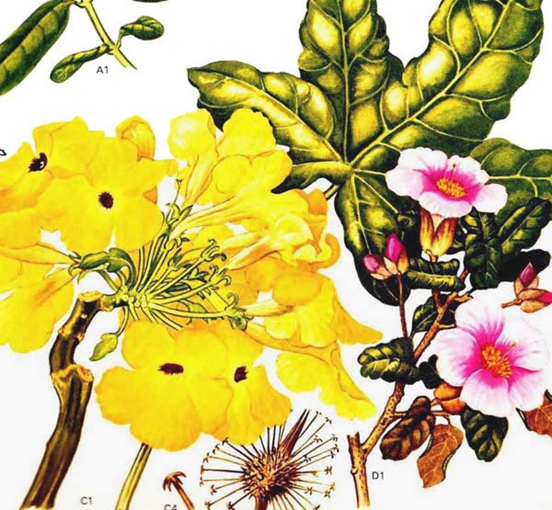 Apocynaceae Flowers Madagascar African Botanical Exotica 1969 Vintage ...